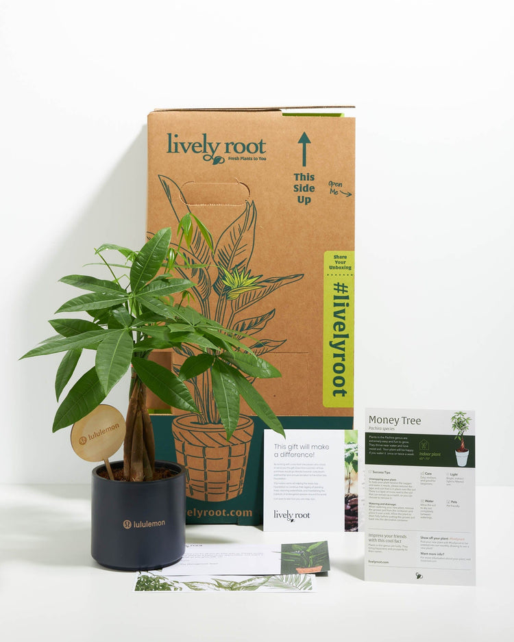 Custom Lively Root Money Tree | Corporate Gifts | Clove & Twine